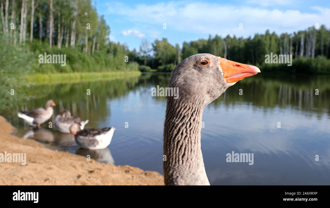 Pairs of geese hi-res stock photography and images - Alamy