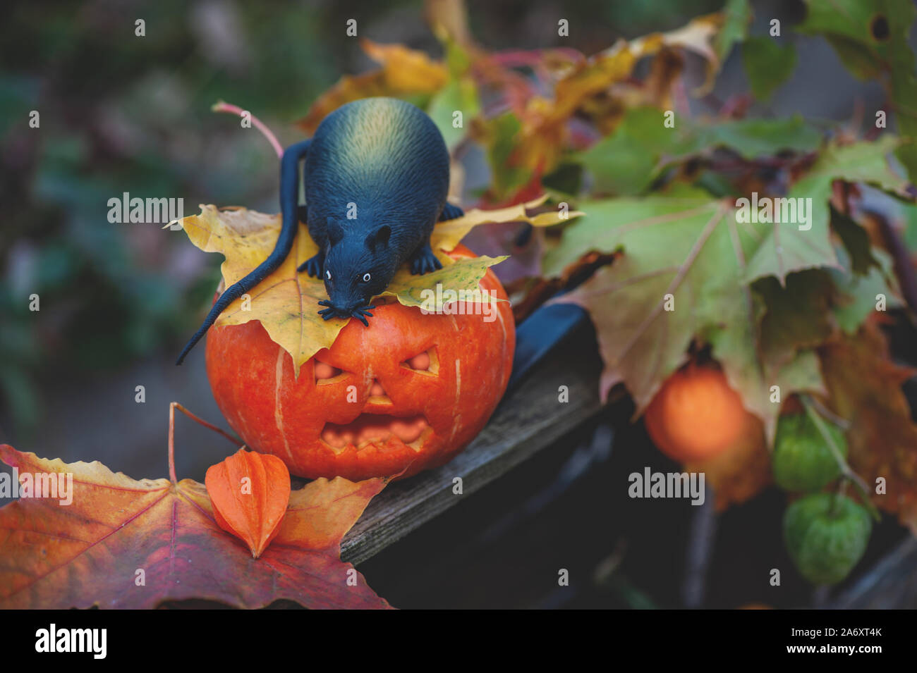 Rat laughing hi-res stock photography and images - Alamy