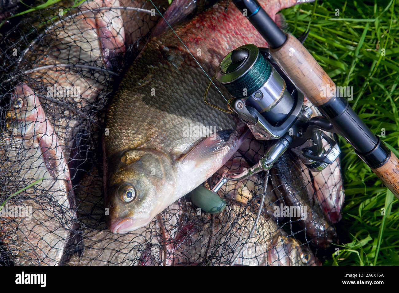 Common bream freshwater bream carp hi-res stock photography and images ...