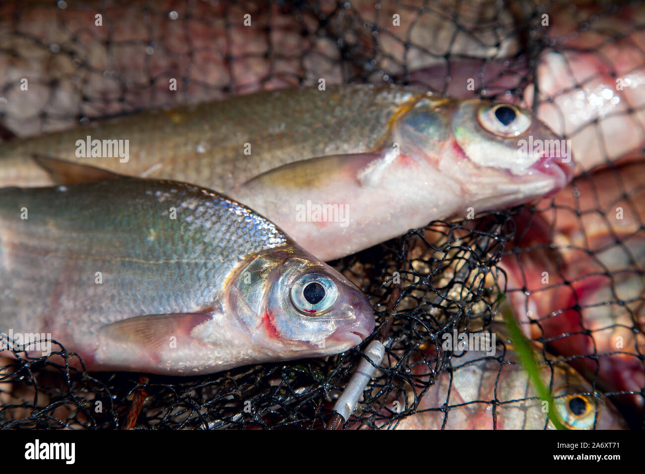 Fishing concept. Freshwater fish on keepnet with fishery catch in it ...