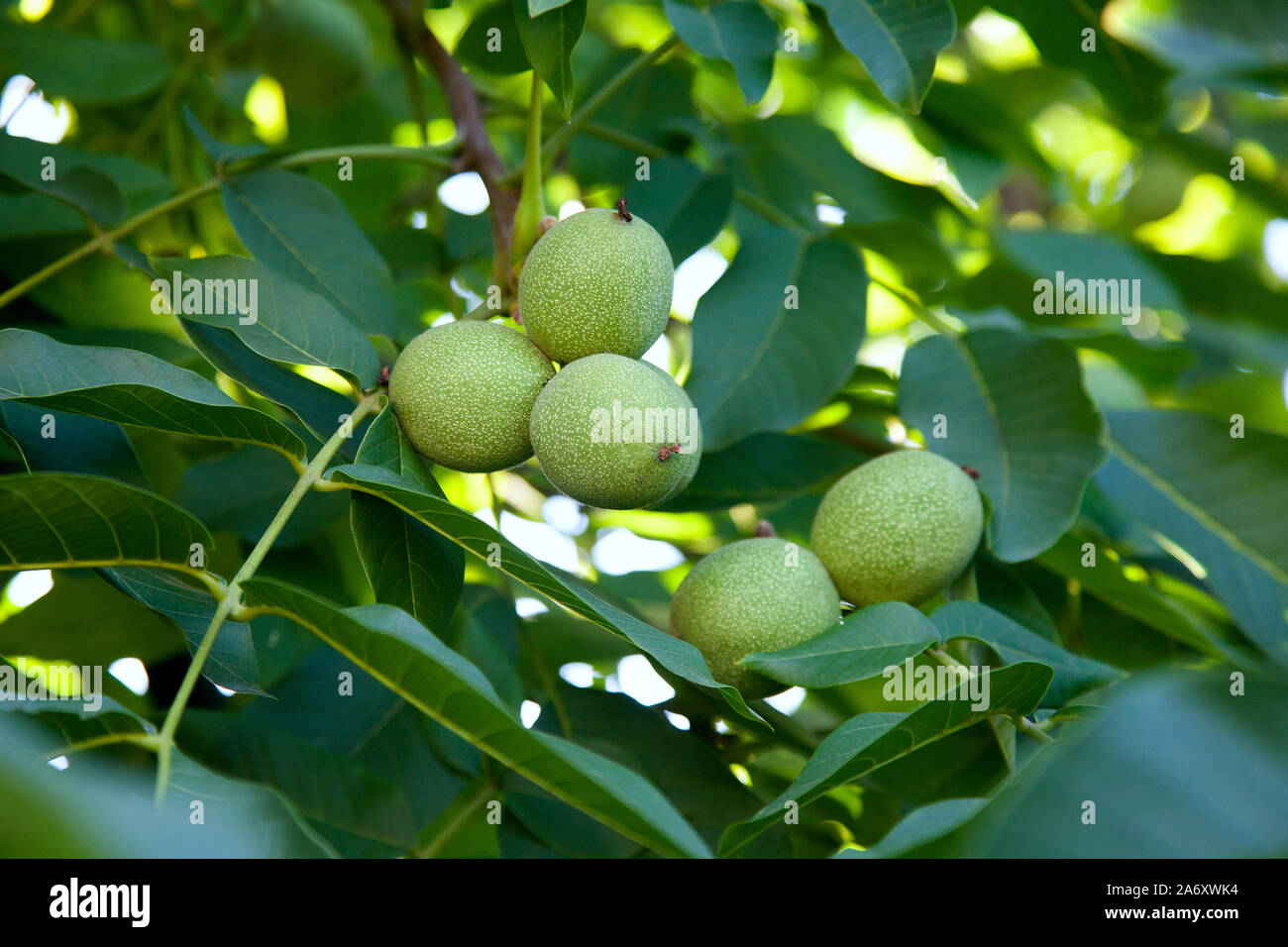 Fresh walnuts hanging on a tree in the blue background. Green walnut ...