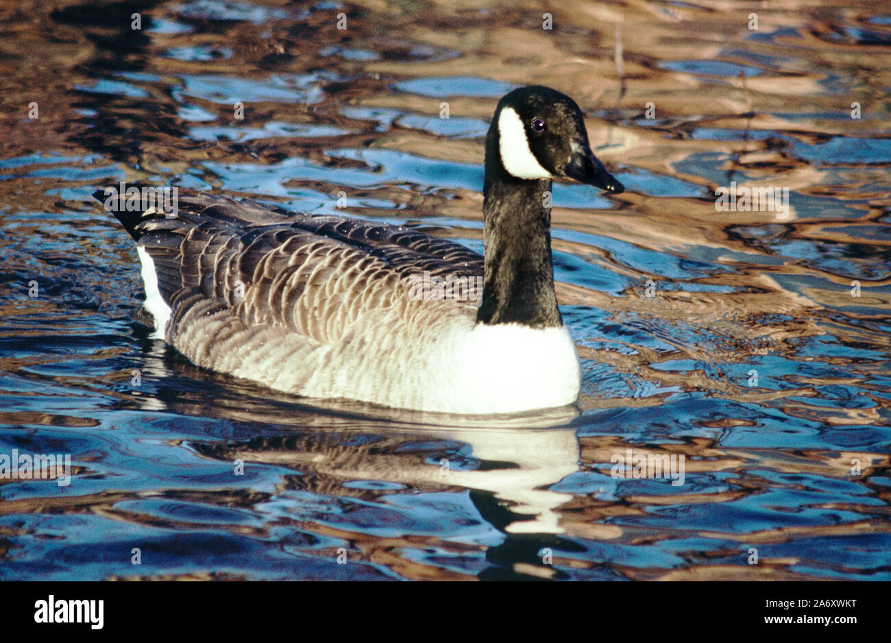 Atlantic Canada Goose 'Branta canadensis' Wild bird wintering at the ...