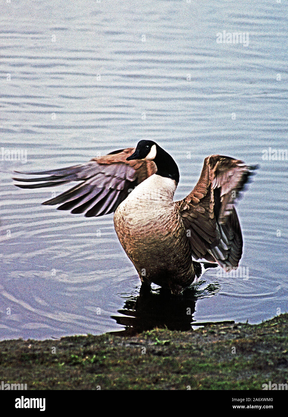 Atlantic Canada Goose 'Branta canadensis' Wild bird at the Attenborough ...