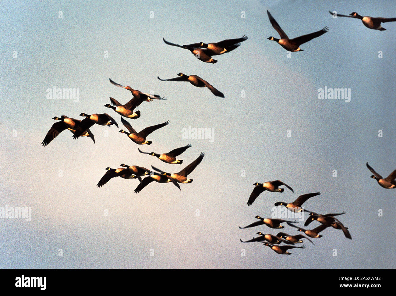 Atlantic Canada Goose 'Branta canadensis' Wild birds wintering at the ...