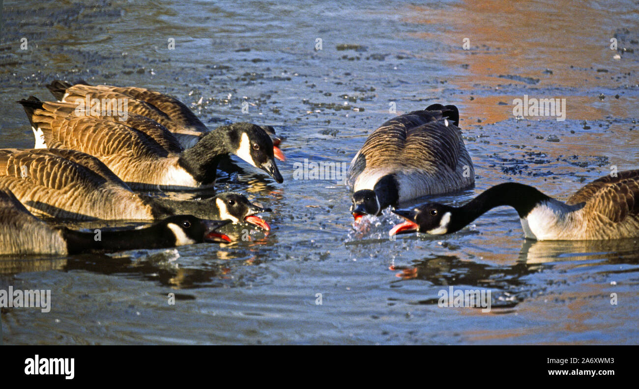 Atlantic Canada Goose 'Branta canadensis' Wild birds in aggressive ...