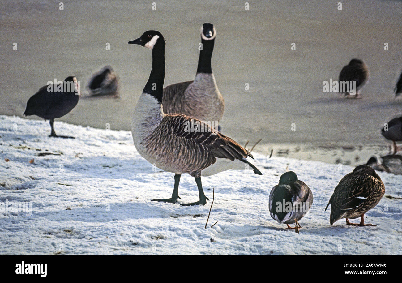 Introduced geese species hi-res stock photography and images - Alamy