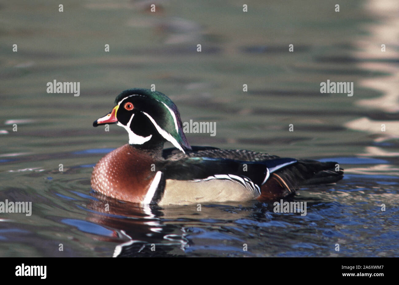 North American Ducks High Resolution Stock Photography and Images - Alamy