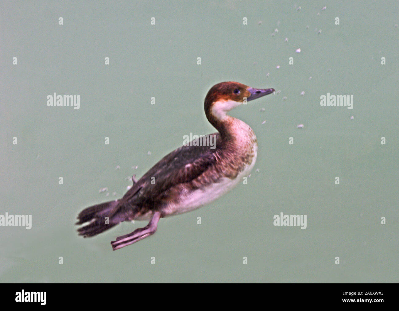 Smew 'Mergus albellus' Female swimming underwater in large tank Stock ...