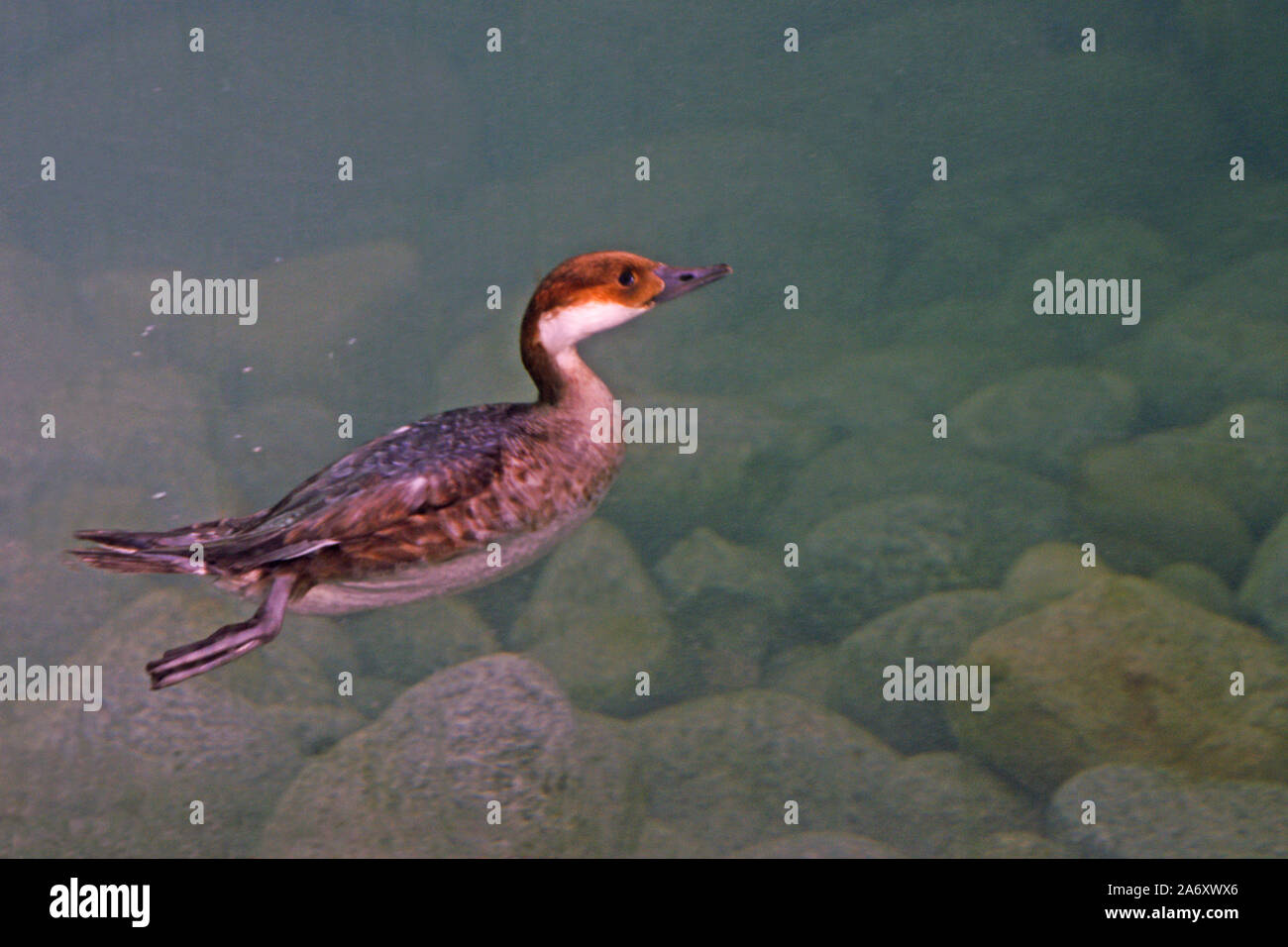Smew 'Mergus albellus' Female swimming underwater in large tank Stock ...