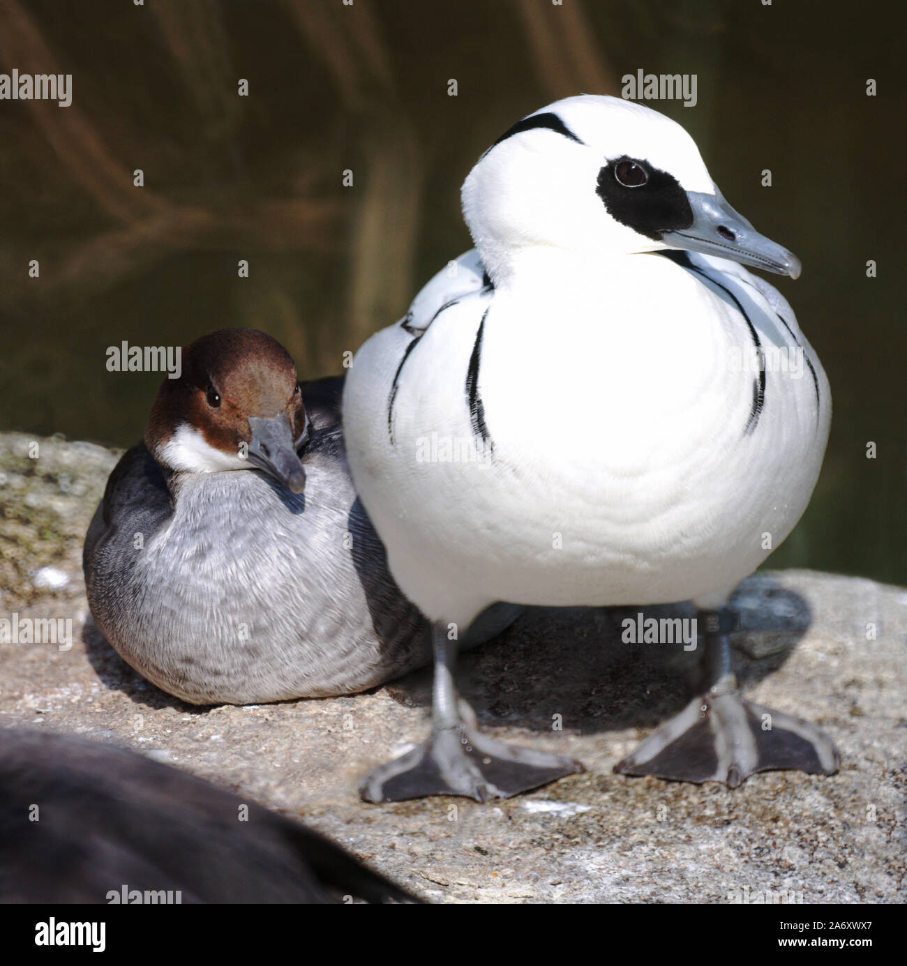 Smew 'Mergus albellus' Pair in breeding plumage. Wildfowl & Wetlands ...