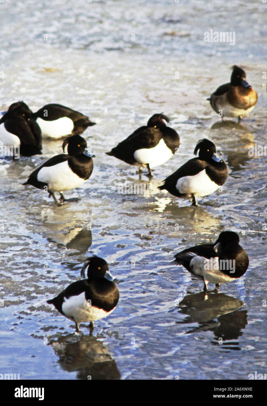 Waterfowl of the palearctic realm hi-res stock photography and images ...
