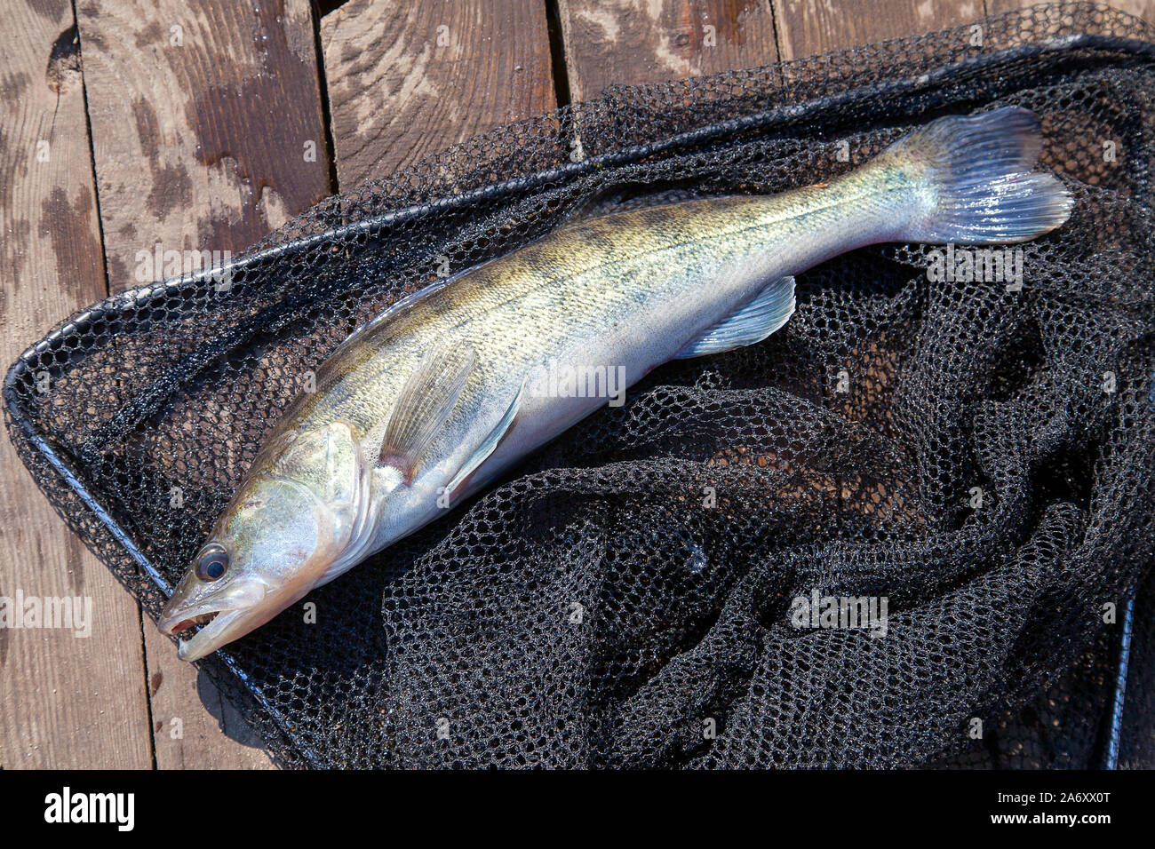 Freshwater zander fish know as sander lucioperca just taken from the ...