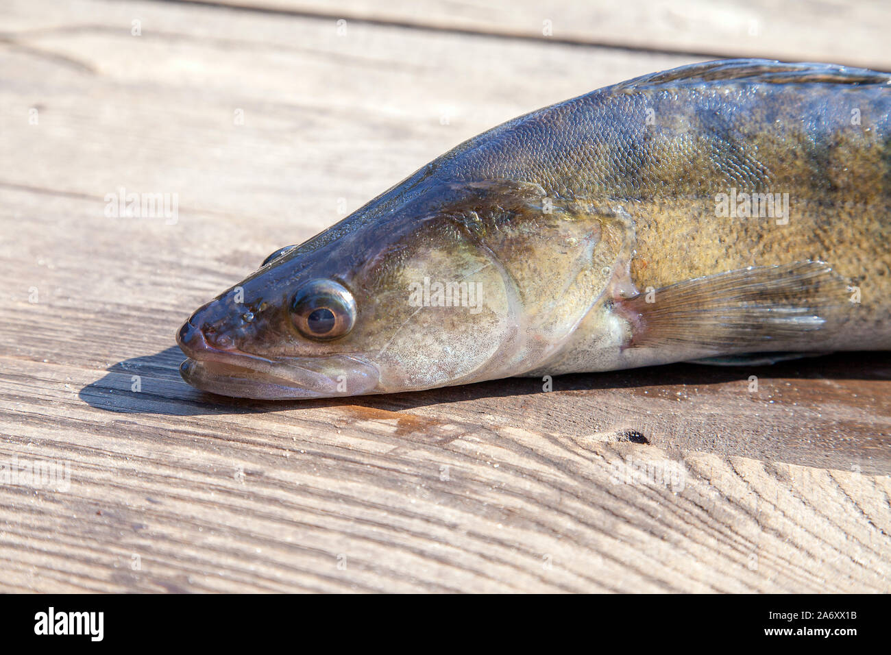 Freshwater fishing hi-res stock photography and images - Alamy