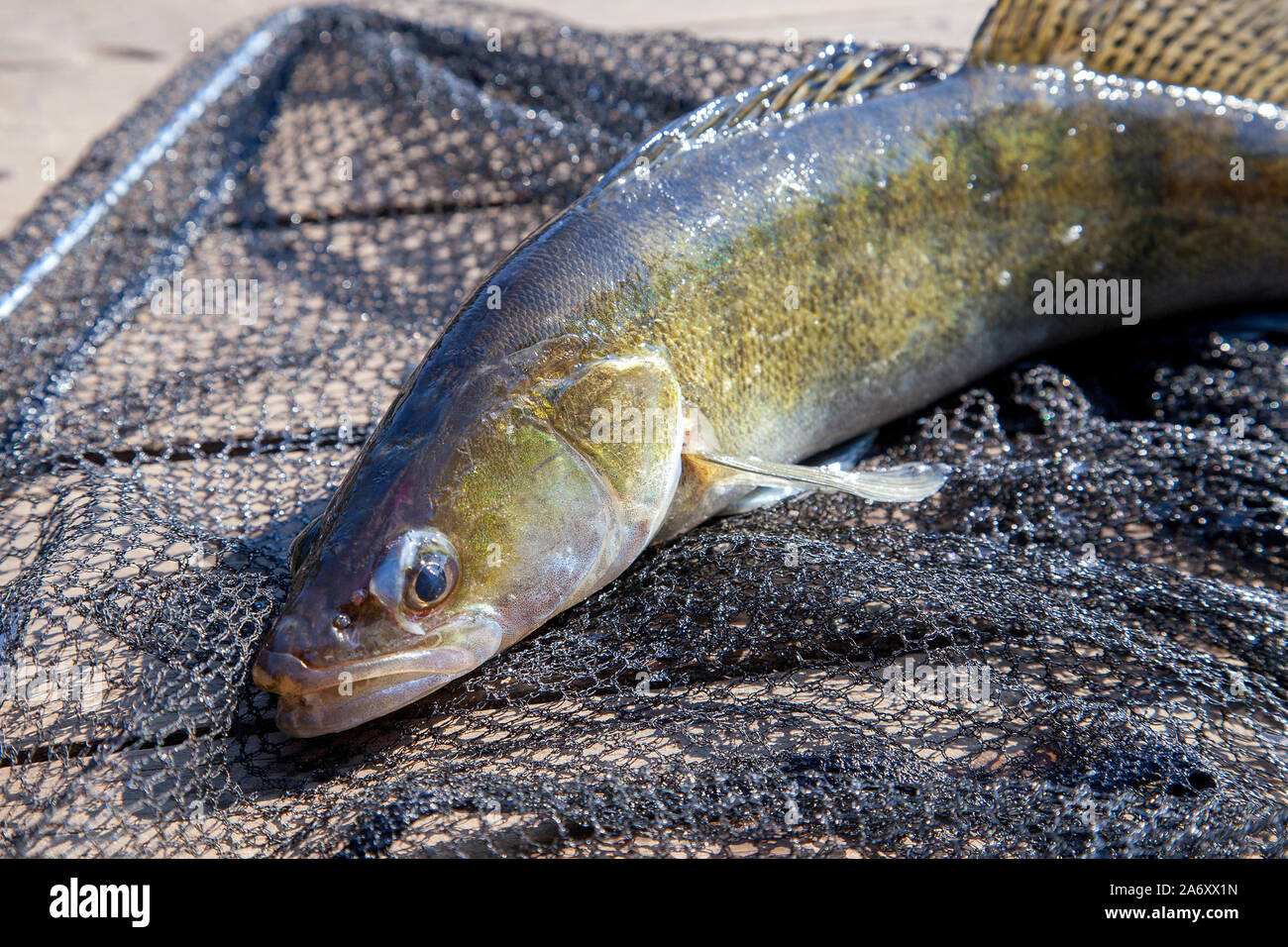 Freshwater zander fish know as sander lucioperca just taken from the ...