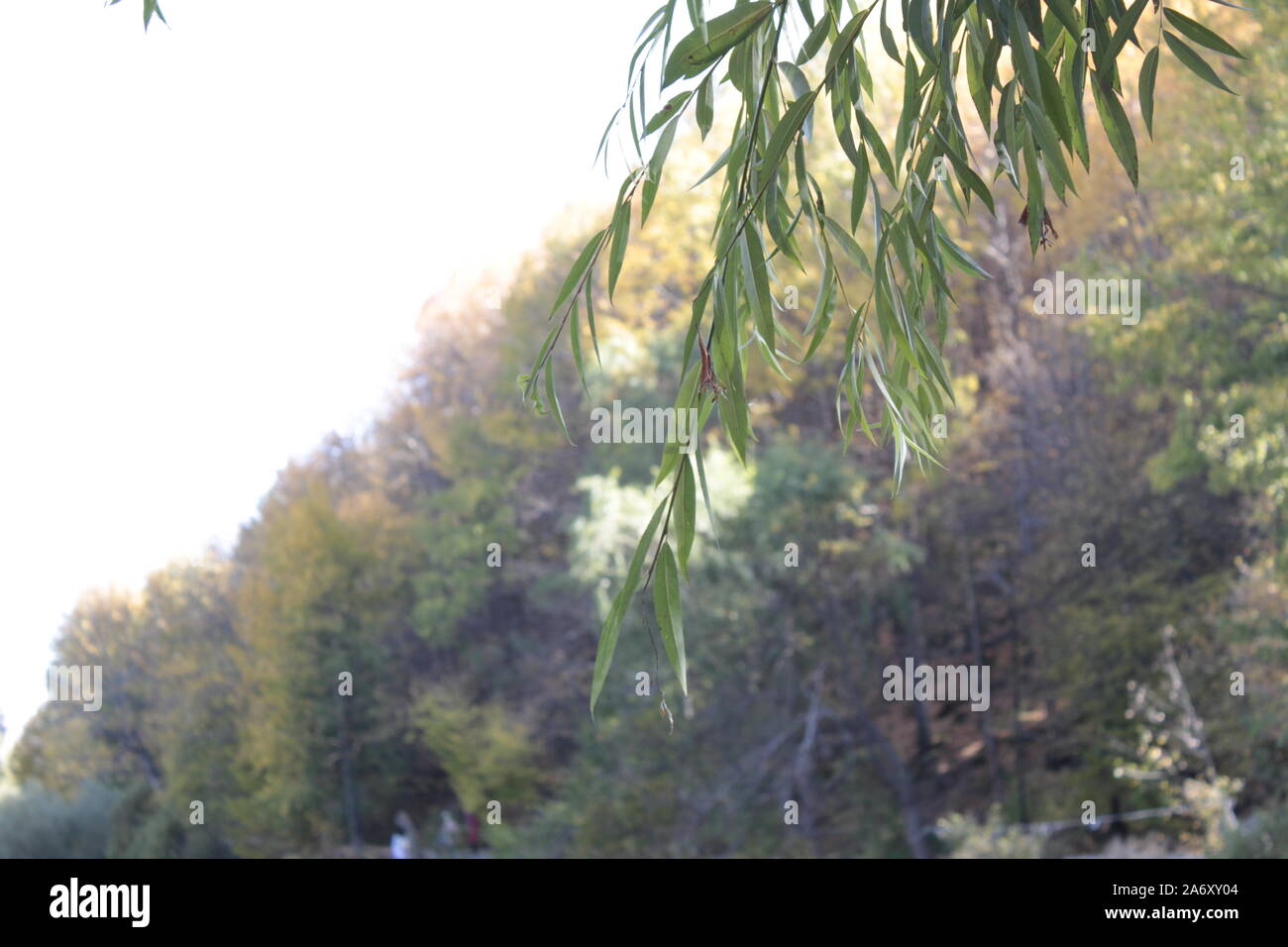 Green immature grape hi-res stock photography and images - Alamy