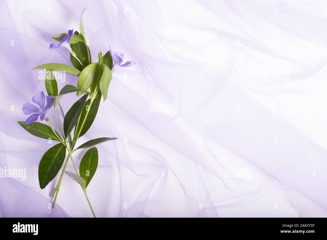 Beautiful spring flowers on a white background Stock Photo - Alamy