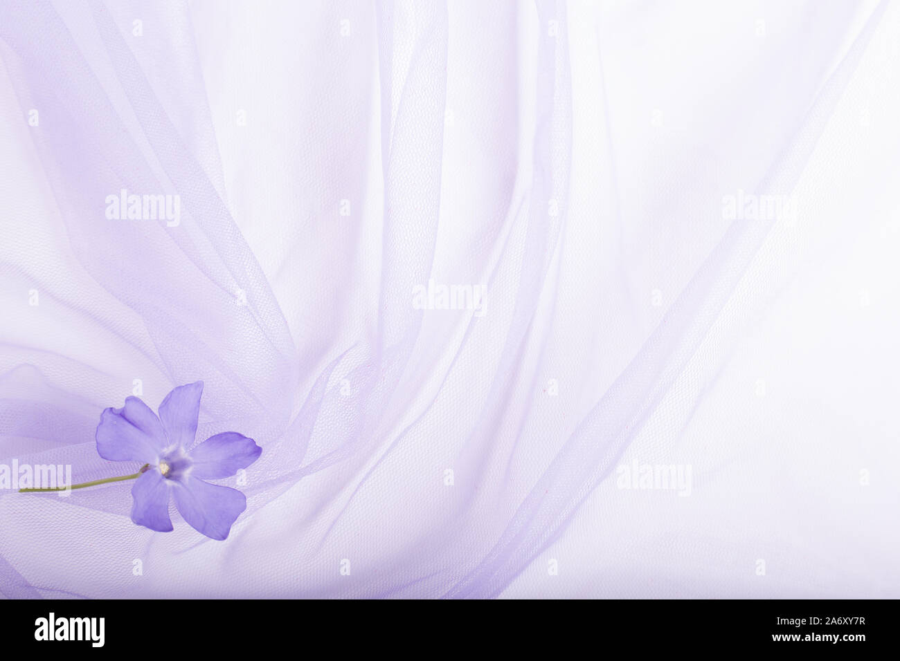 Beautiful spring flowers on a white background Stock Photo - Alamy