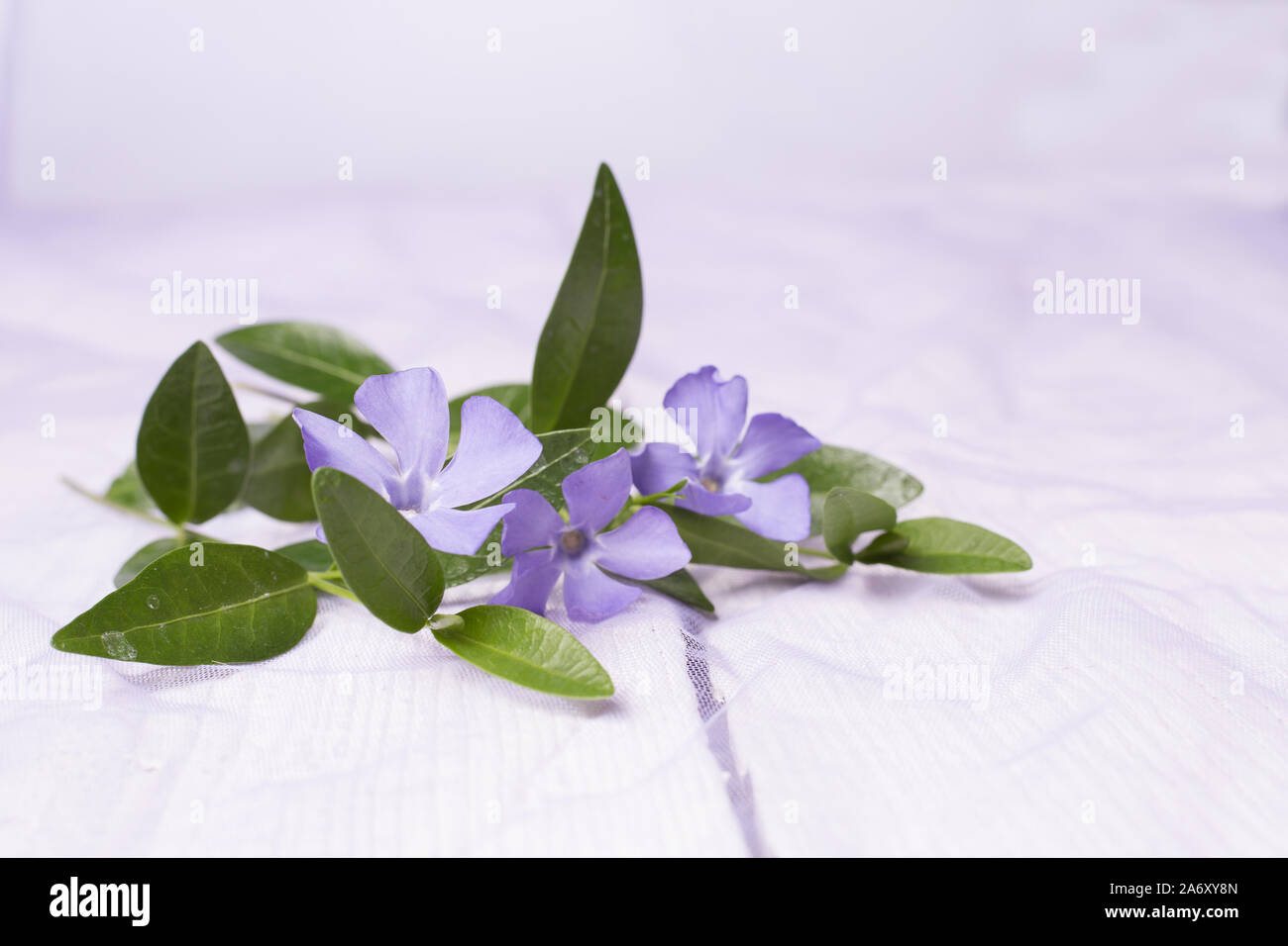 Beautiful spring flowers on a white background Stock Photo - Alamy