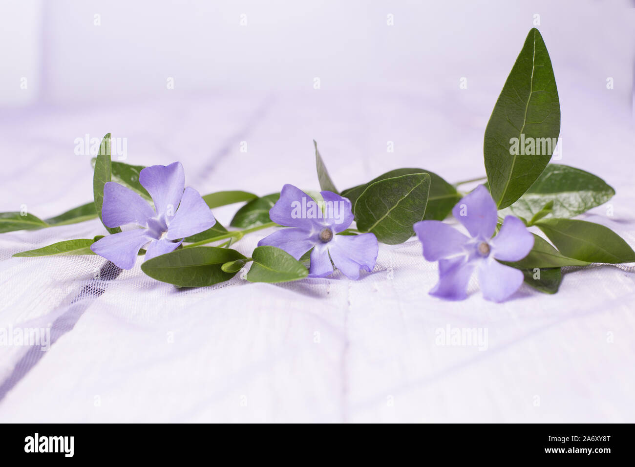 Beautiful spring flowers on a white background Stock Photo - Alamy
