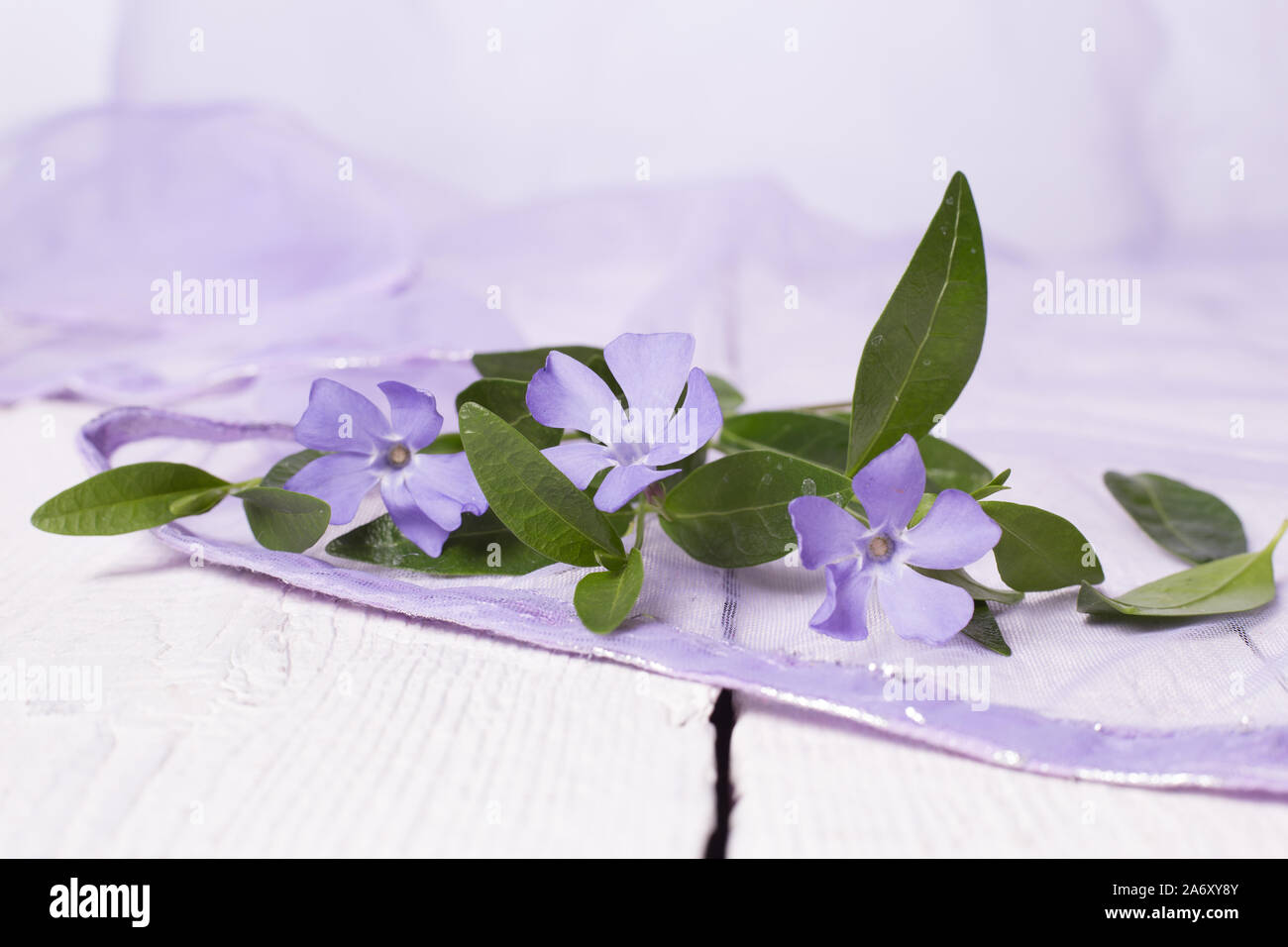 Beautiful spring flowers on a white background Stock Photo - Alamy