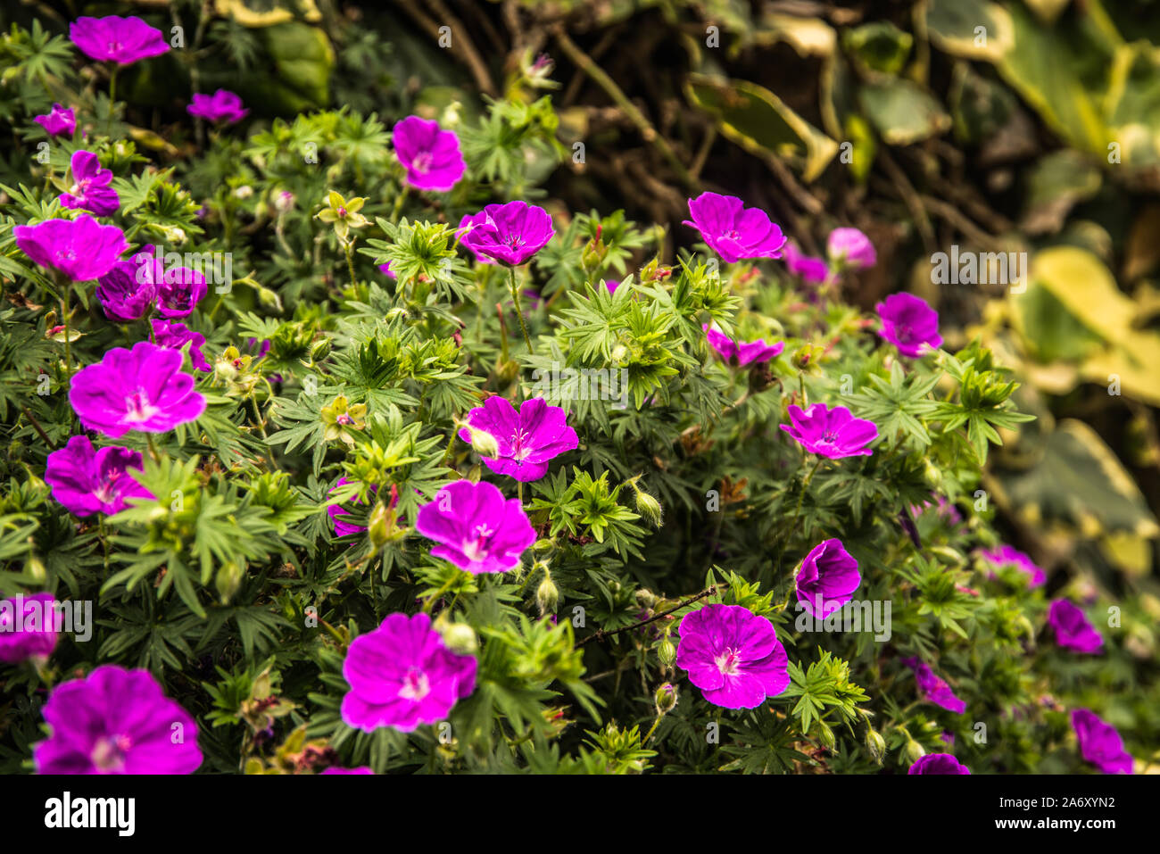 colour of spring Ray Boswell Stock Photo - Alamy