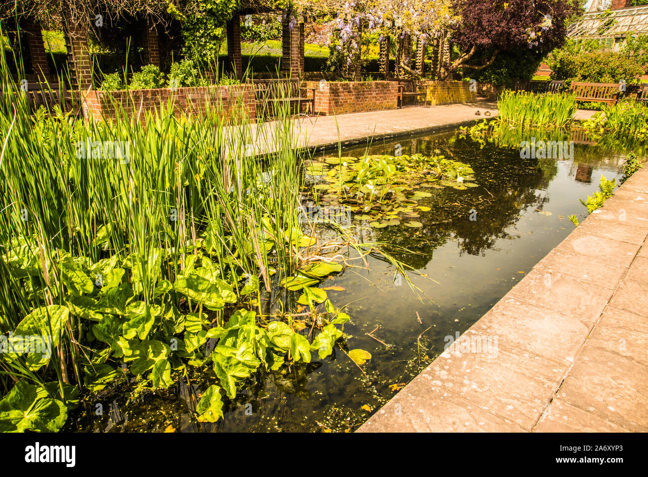 Garden pond cannon hall Stock Photo - Alamy