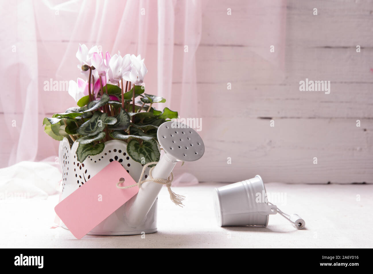 Still life with spring flowers on a white background Stock Photo - Alamy