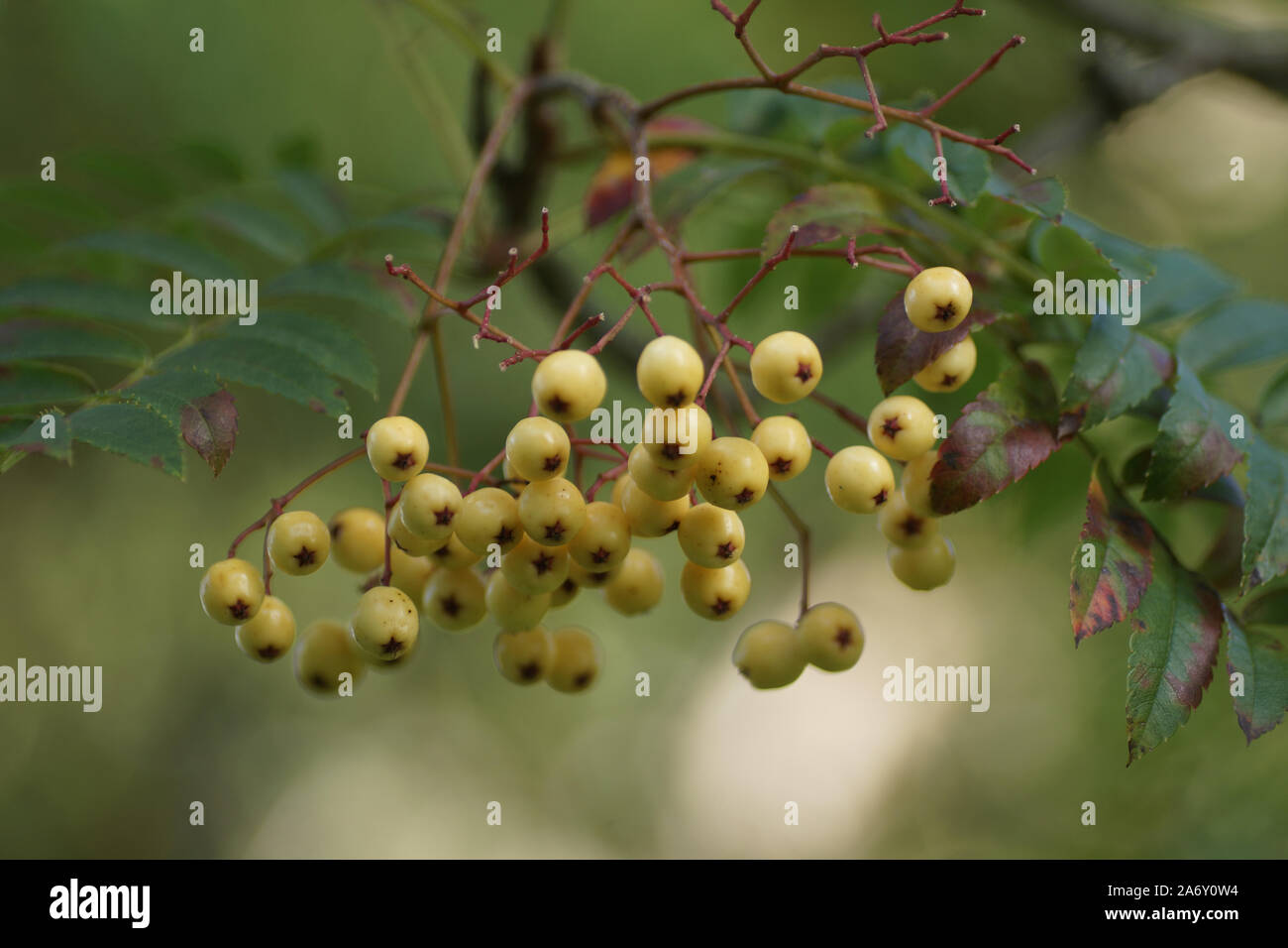 Sorbus berries tree garden uk hi-res stock photography and images - Alamy