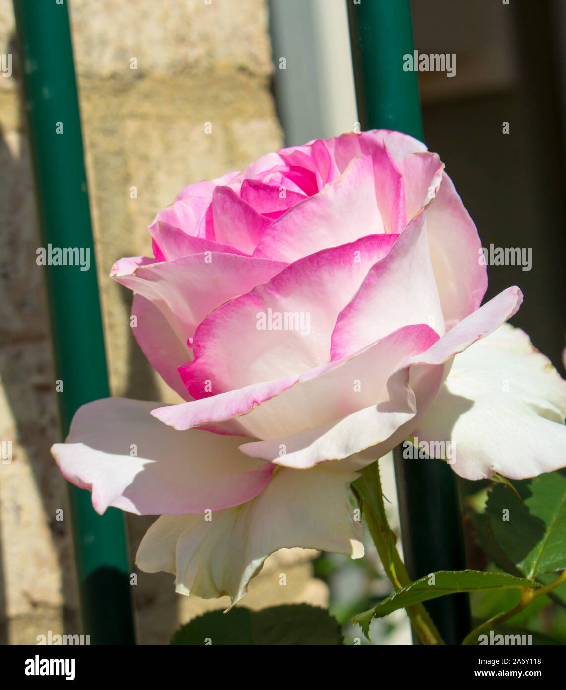Attar of roses leaf hi-res stock photography and images - Alamy