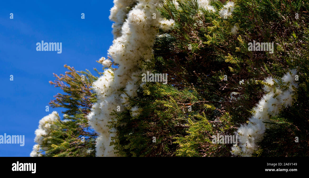 Fluffy white flowers of Australian Melaleuca linariifolia, snow-in ...