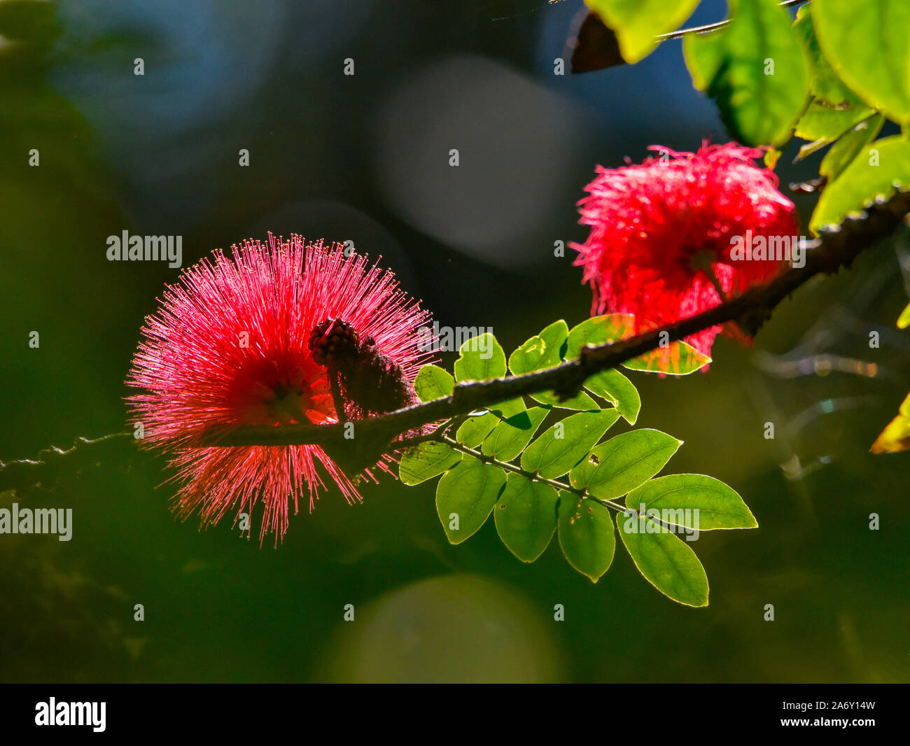 Powder puff flower hi-res stock photography and images - Alamy