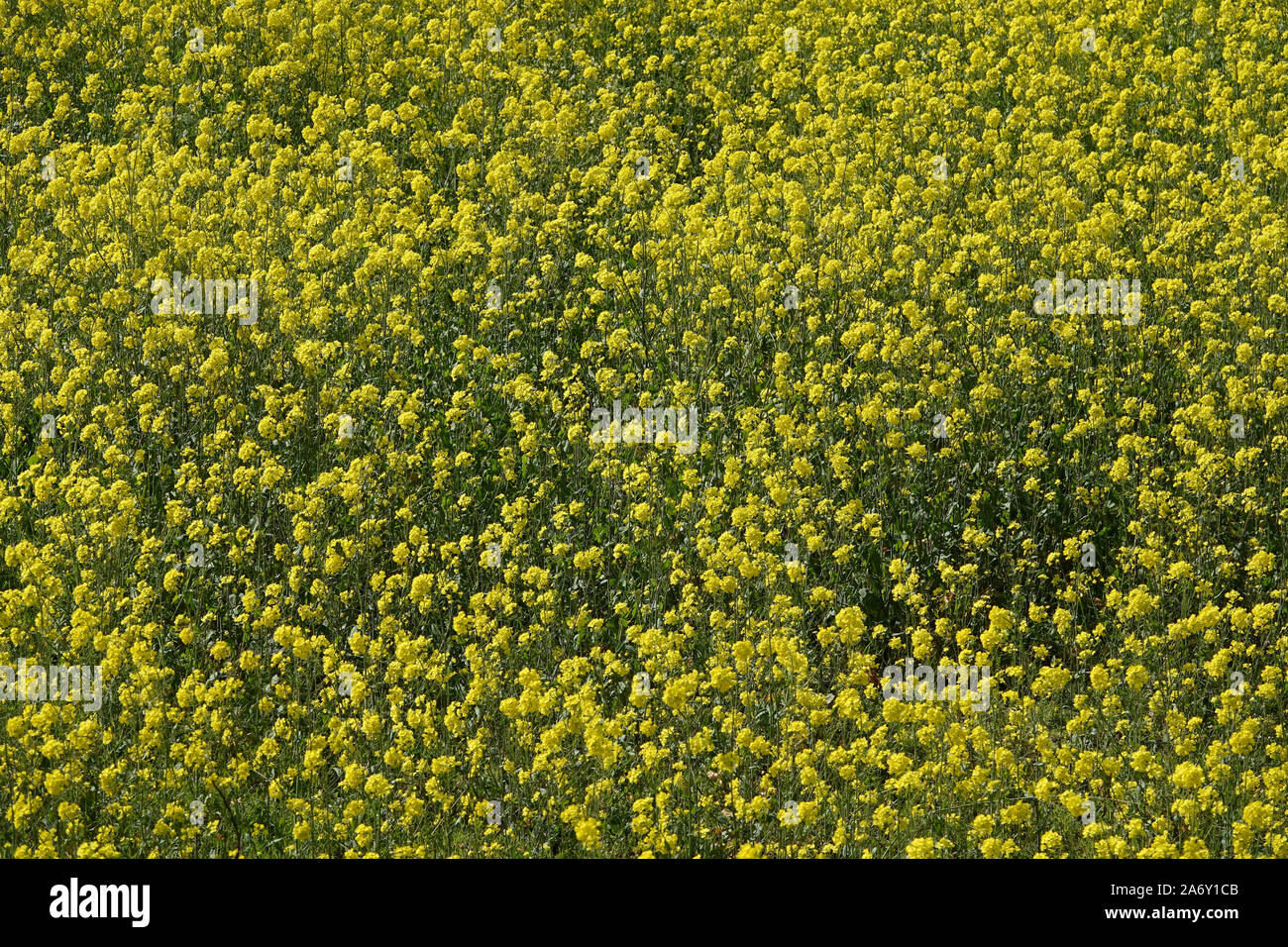 Rapeseed blooms hi-res stock photography and images - Alamy
