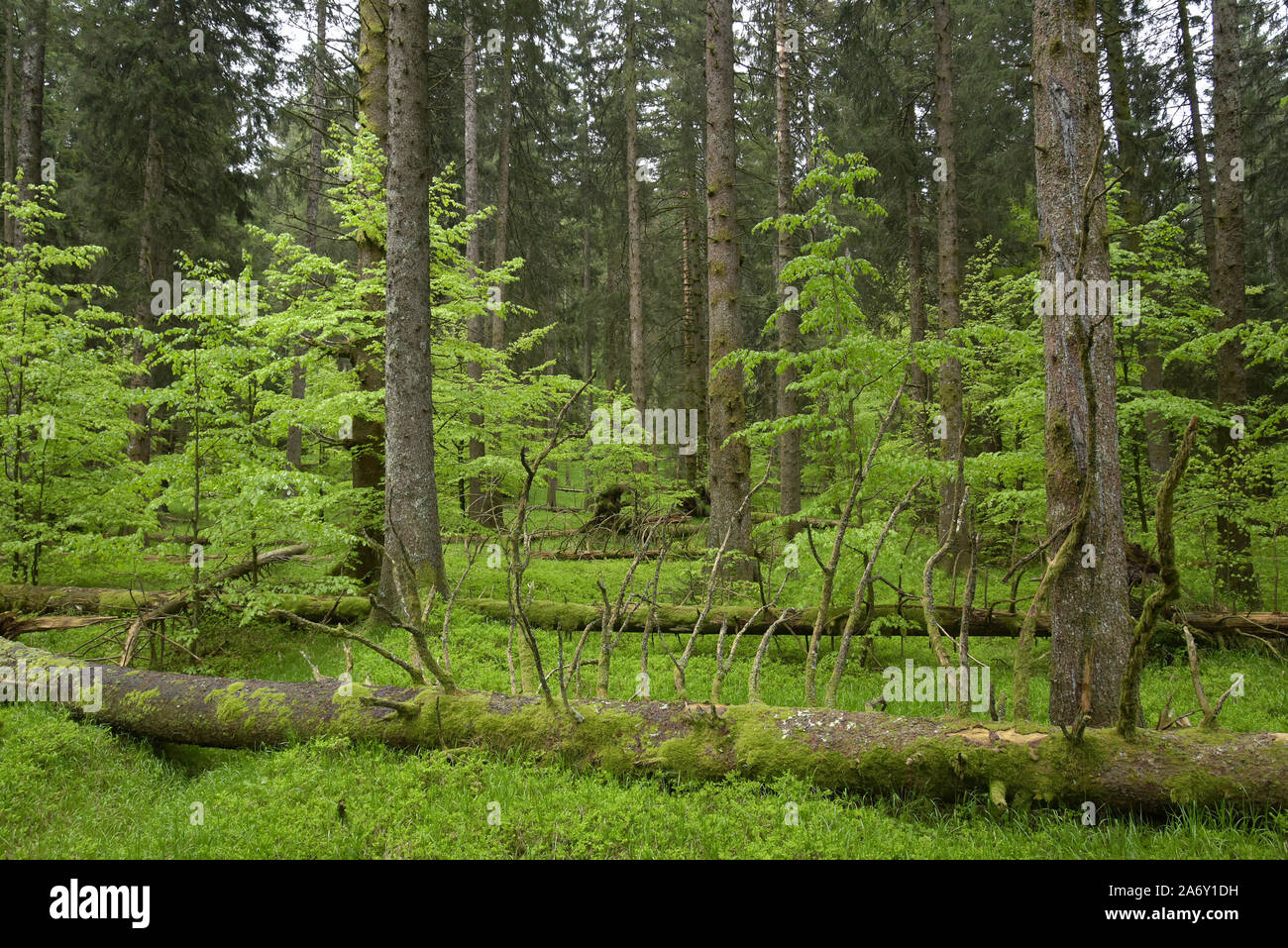 Slovenia, Tarnova forest Stock Photo - Alamy