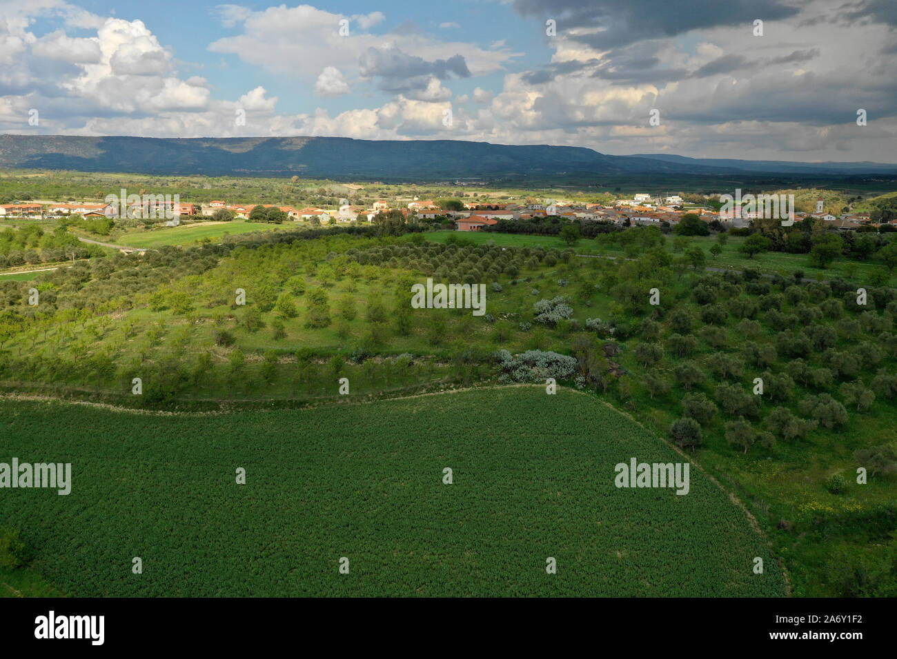Almond and olive trees hi-res stock photography and images - Alamy