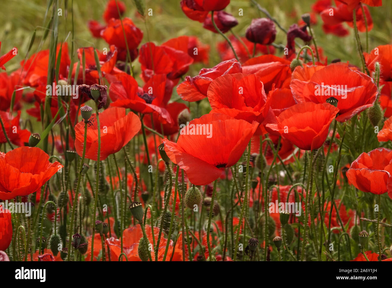 Poppy fields field of flowering poppies land hi-res stock photography ...