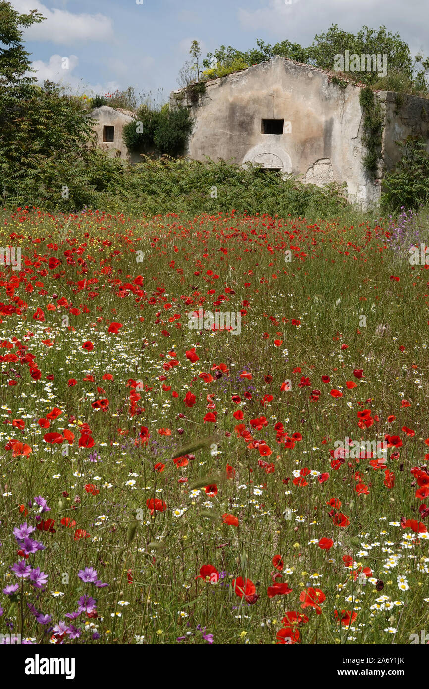 Italy, Apulia, grassfield with flowers and ancient farm Stock Photo - Alamy
