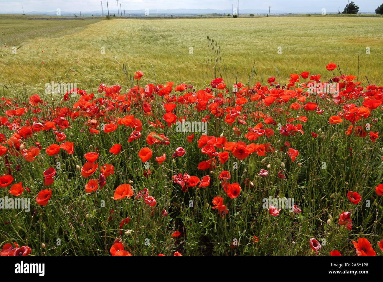 Poppy fields field of flowering poppies land hi-res stock photography ...