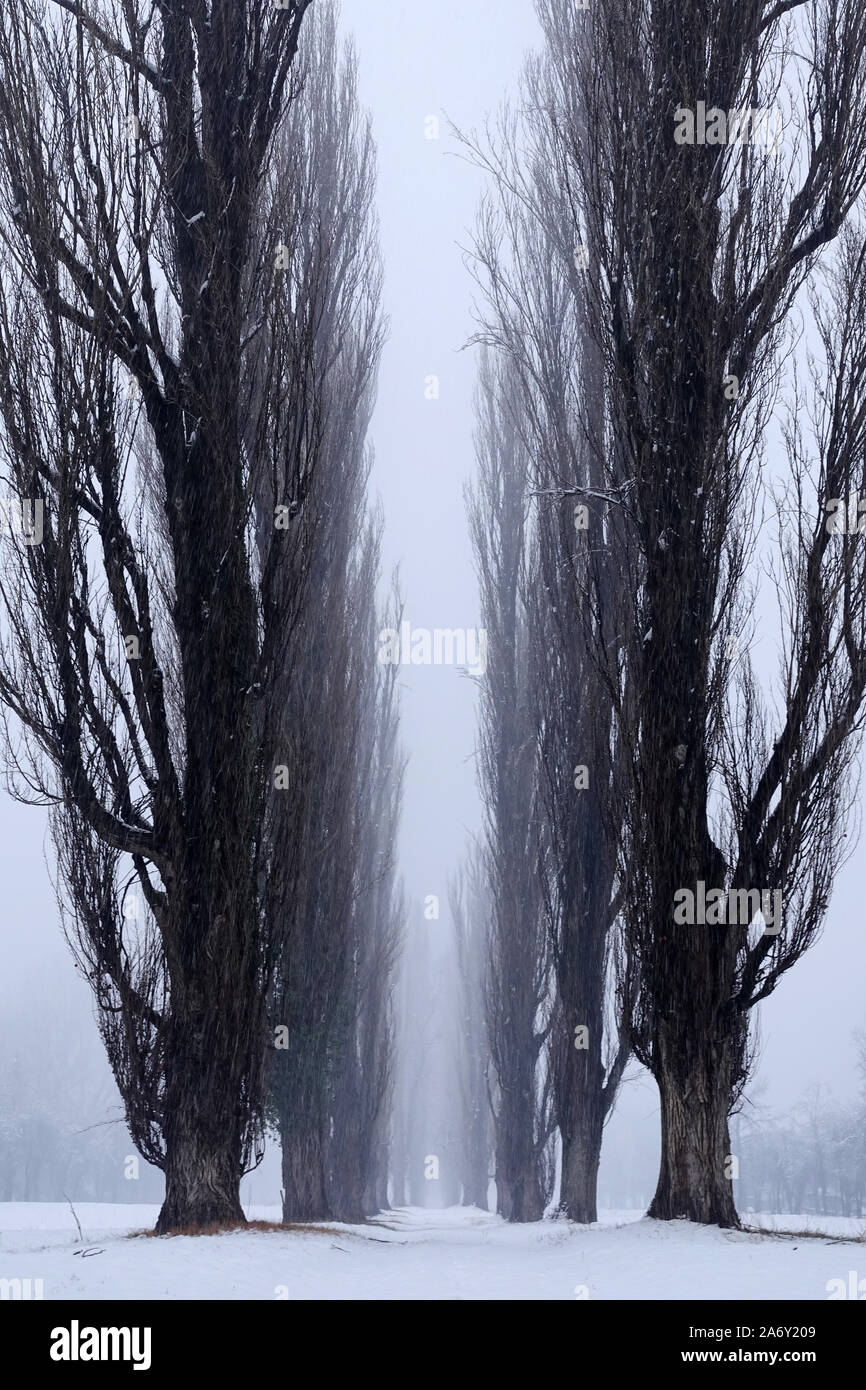 Poplar avenues hi-res stock photography and images - Alamy