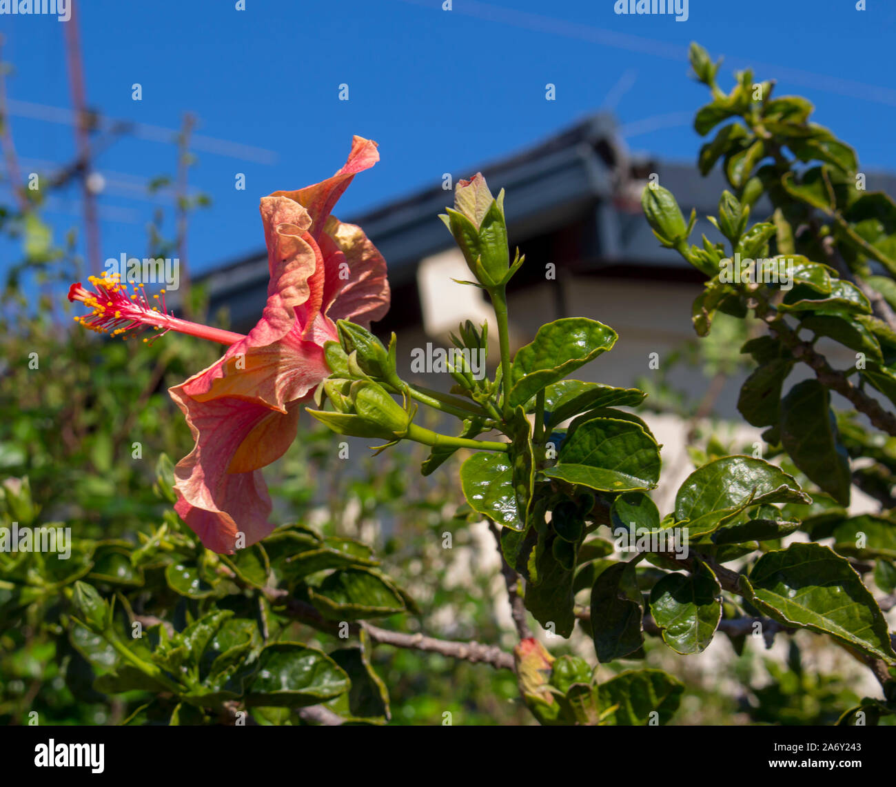 Suffused with red hi-res stock photography and images - Alamy