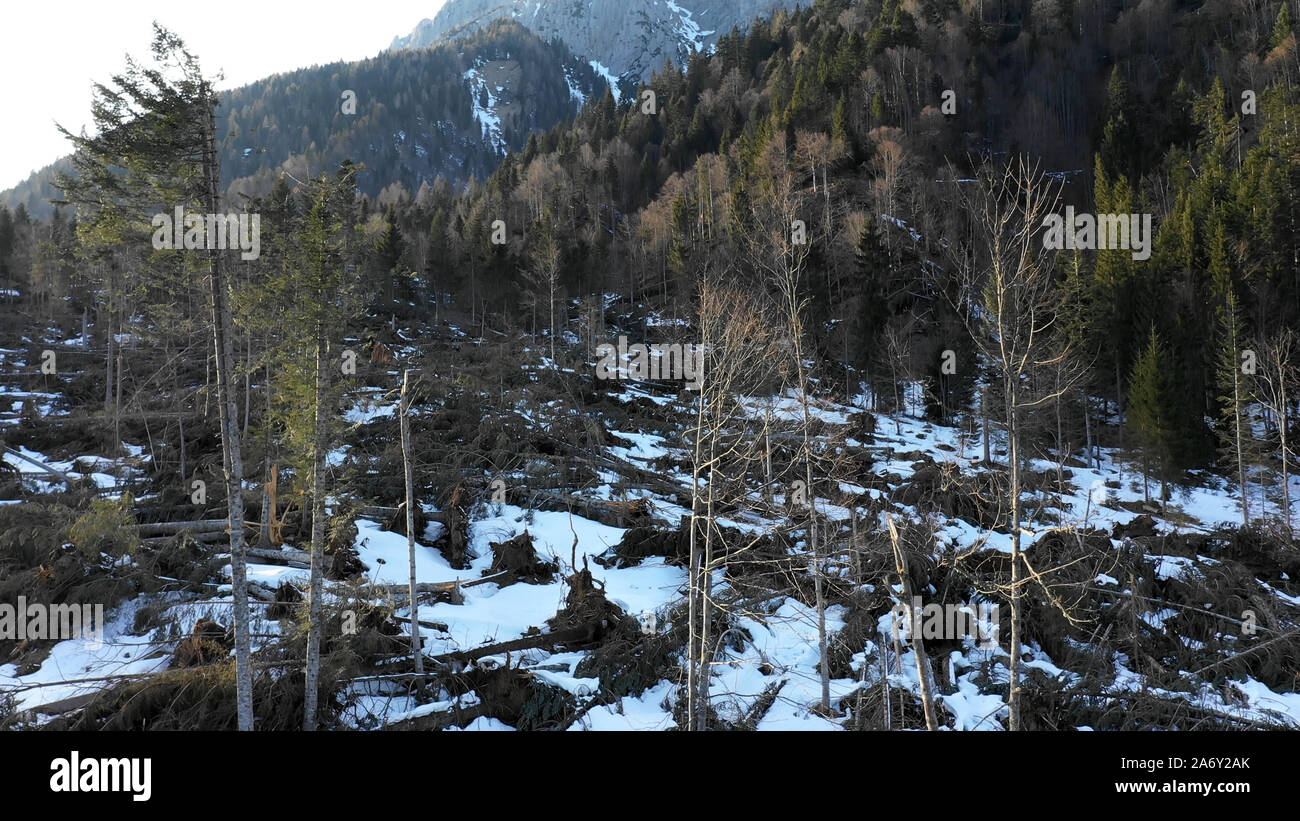 Dead forest hi-res stock photography and images - Alamy