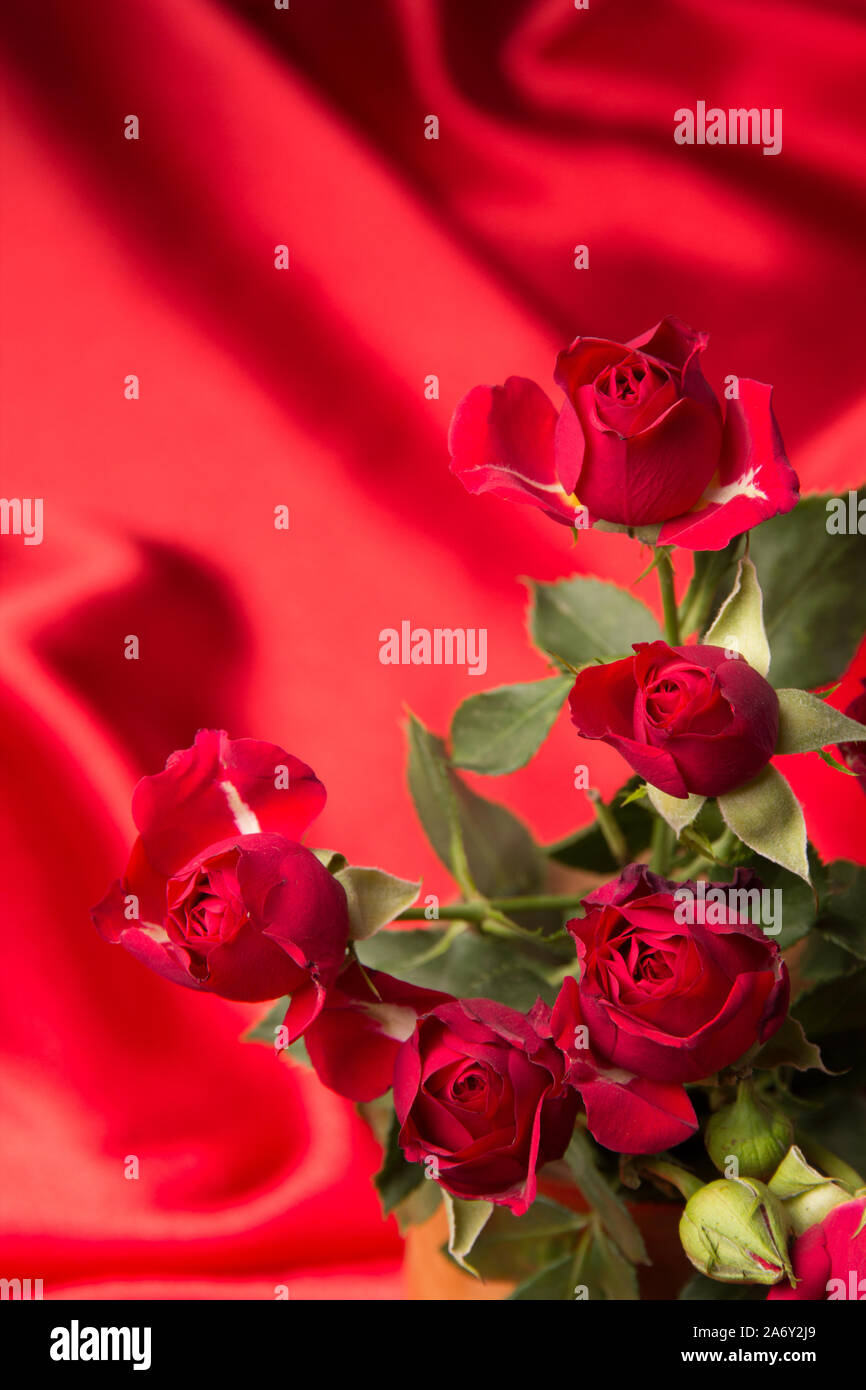 Branch little roses on a red background Stock Photo - Alamy