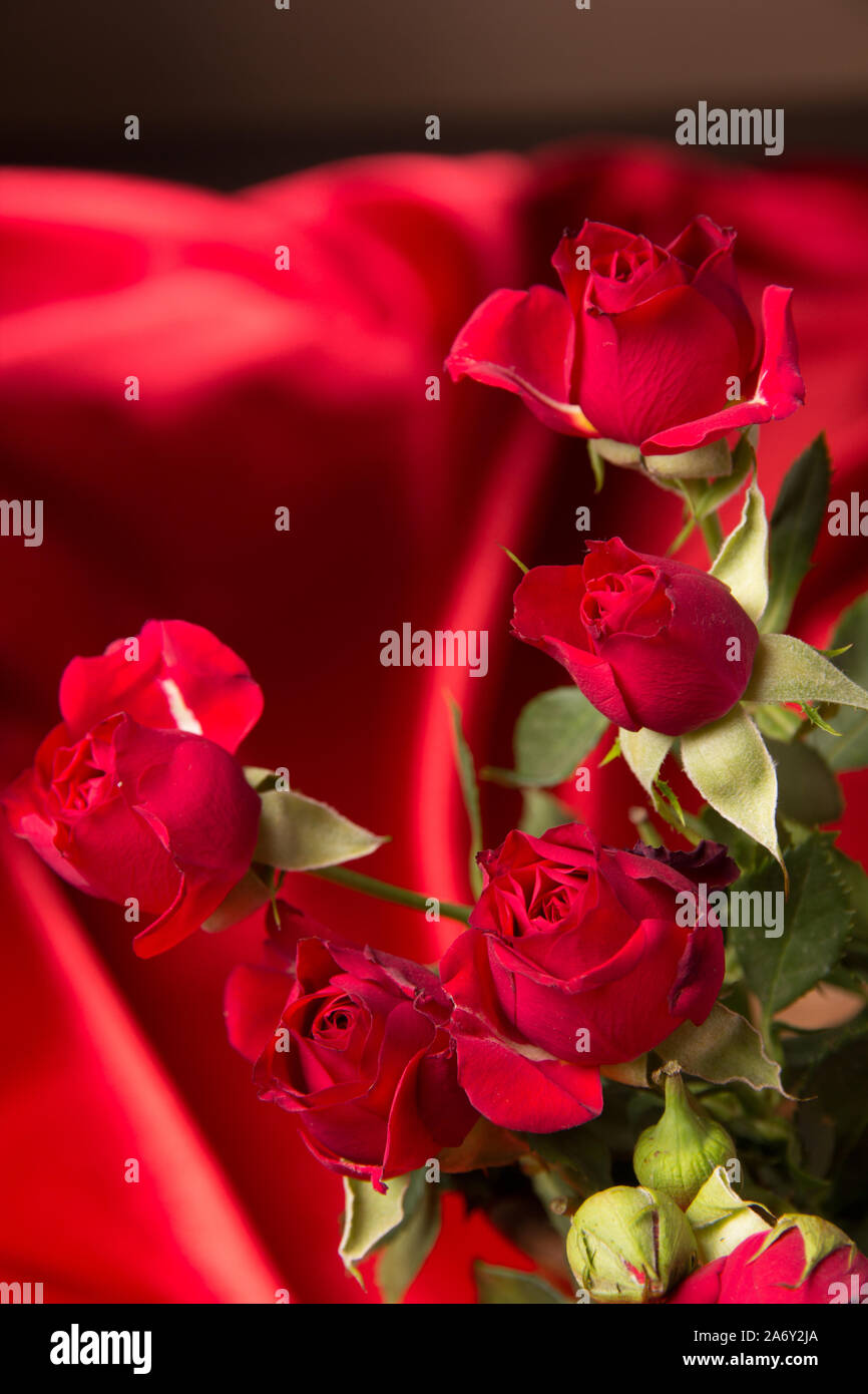 Branch of roses hi-res stock photography and images - Alamy