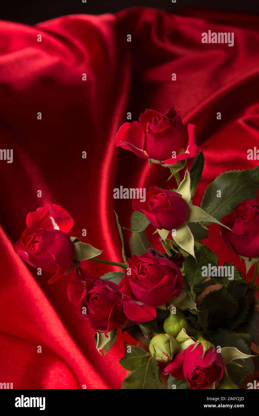 Little roses hi-res stock photography and images - Alamy
