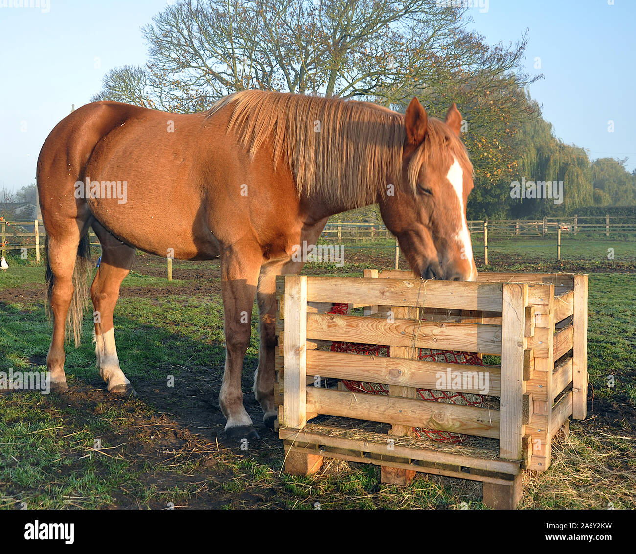 Grazing teeth hi-res stock photography and images - Alamy