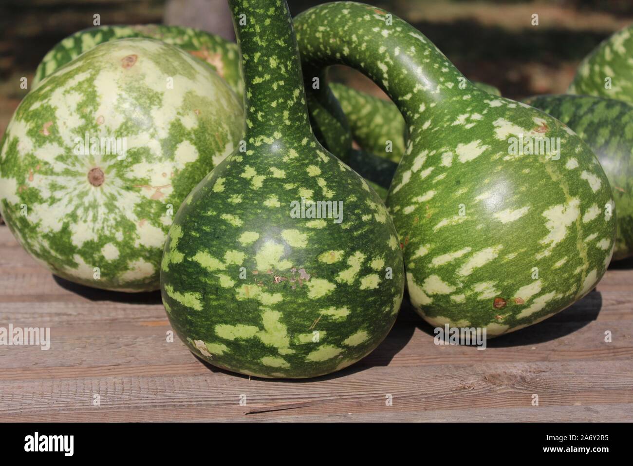 Ornamental picture hi-res stock photography and images - Alamy