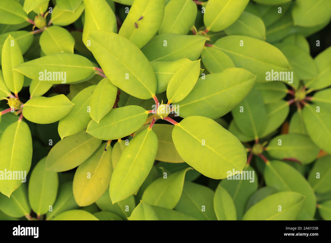 The rhododendrons are a genus of the family Ericaceae Stock Photo - Alamy