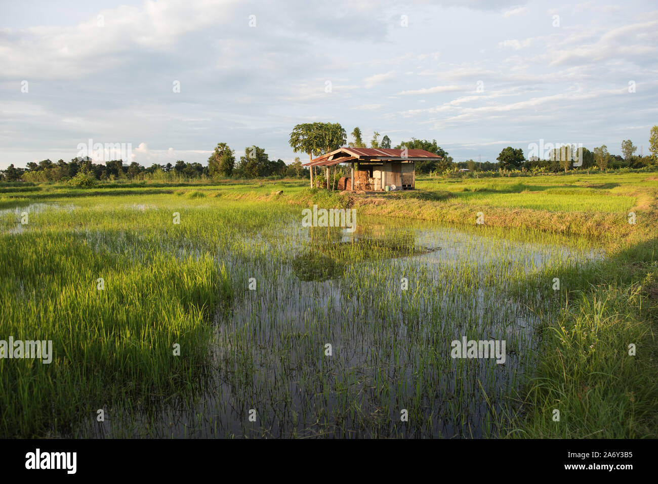 landscape in the rice field in the evening, in the isan thailand ...