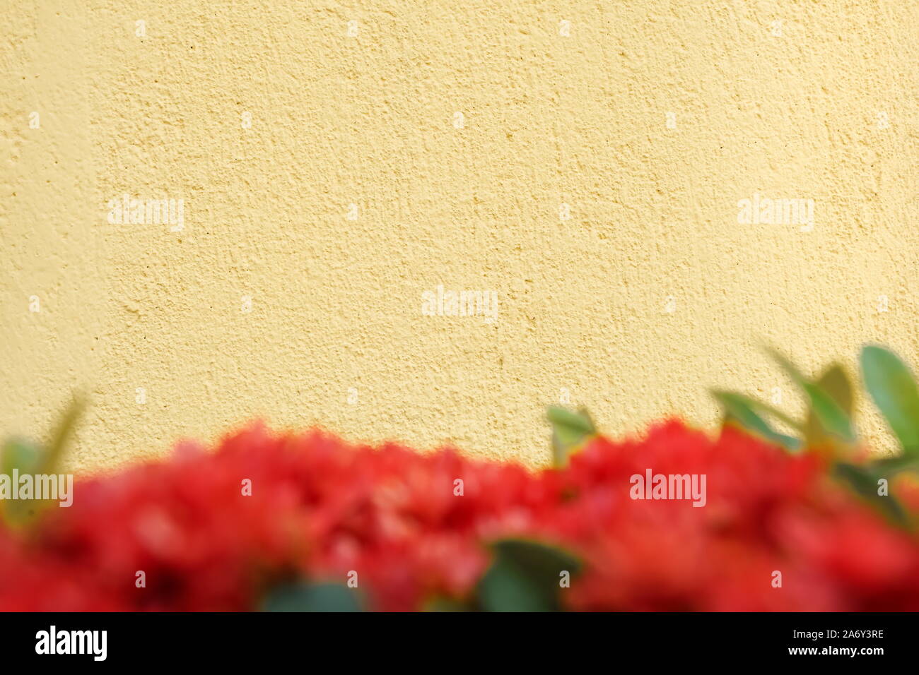 Frame of Beige color background with red flower foreground Stock Photo ...