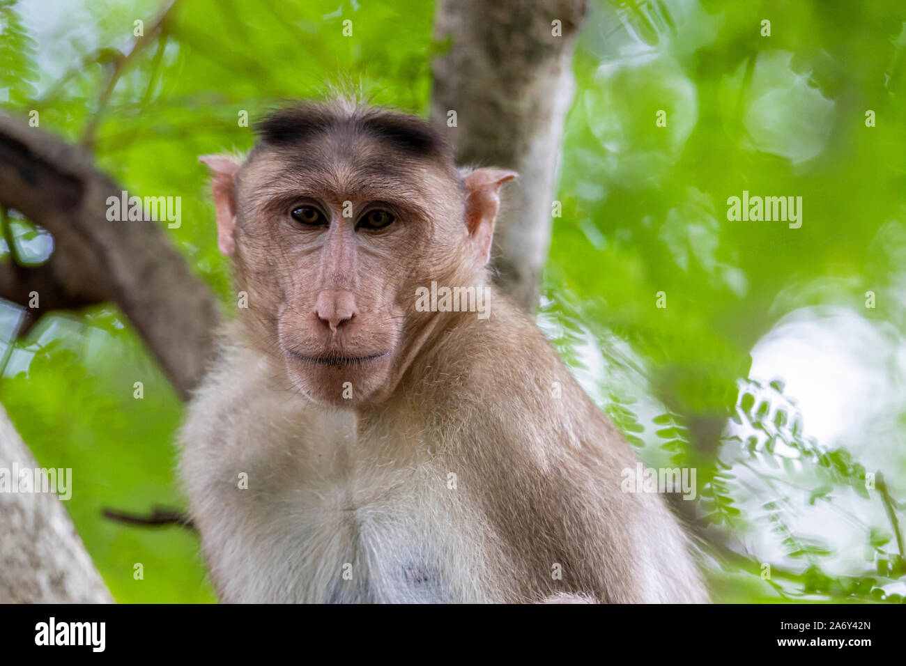 monkey sitting on tree branch in the dark tropical forest in the Sanjay ...