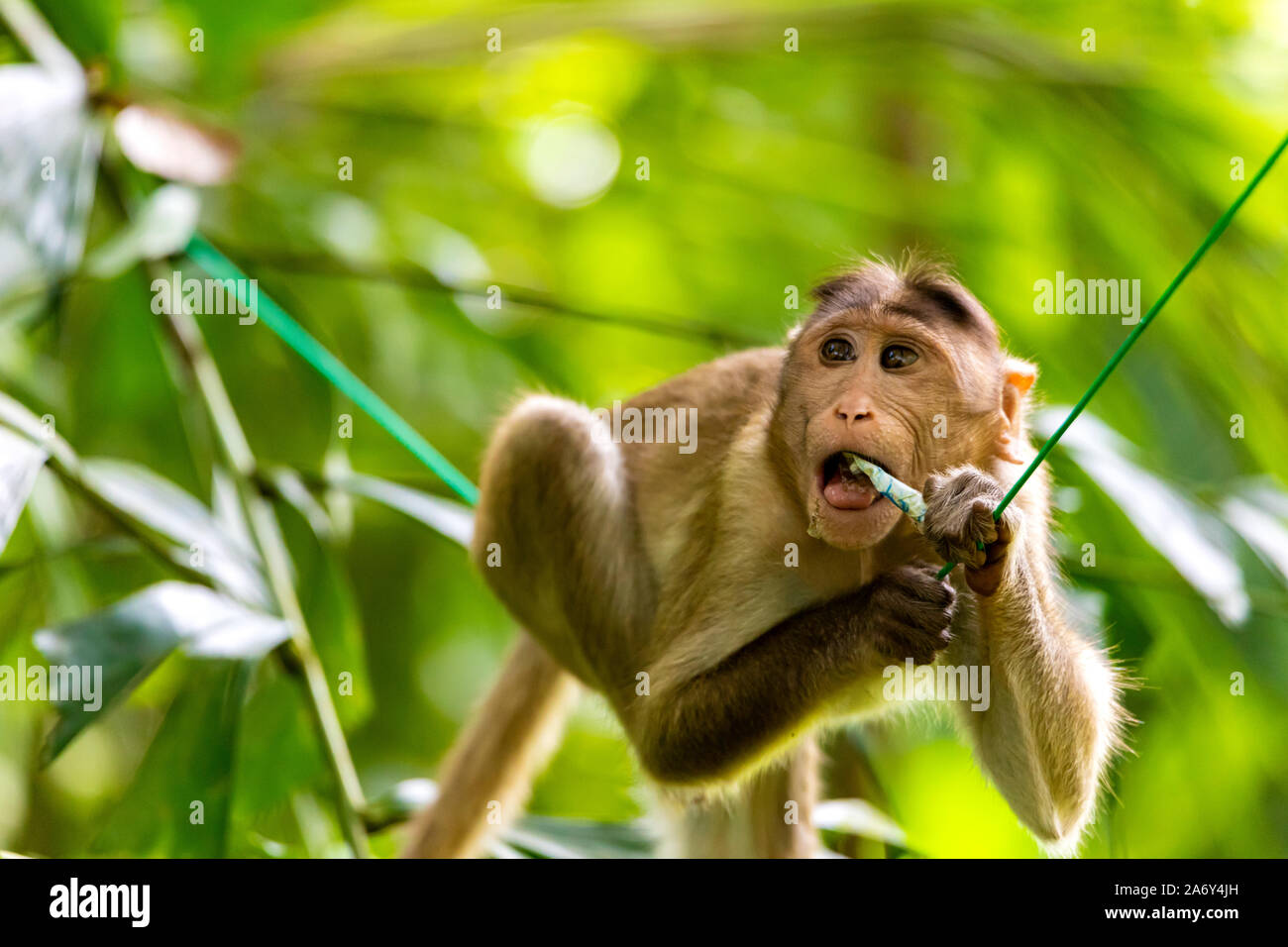 monkey sitting on tree branch in the dark tropical forest in the Sanjay ...